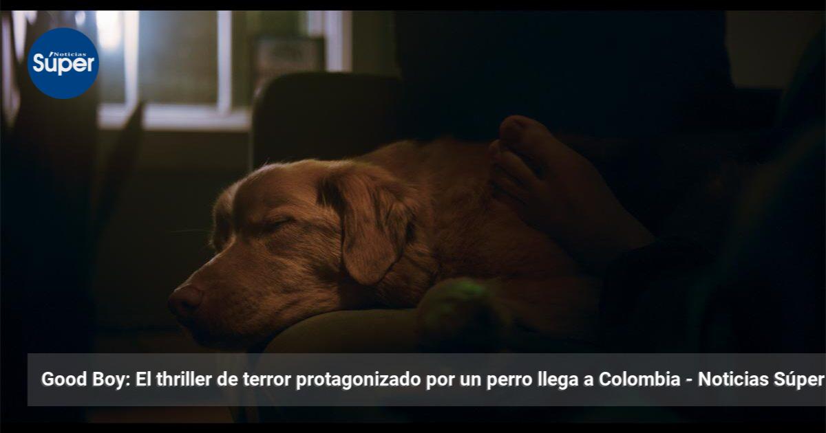 Good Boy: El thriller de terror protagonizado por un perro llega a ...